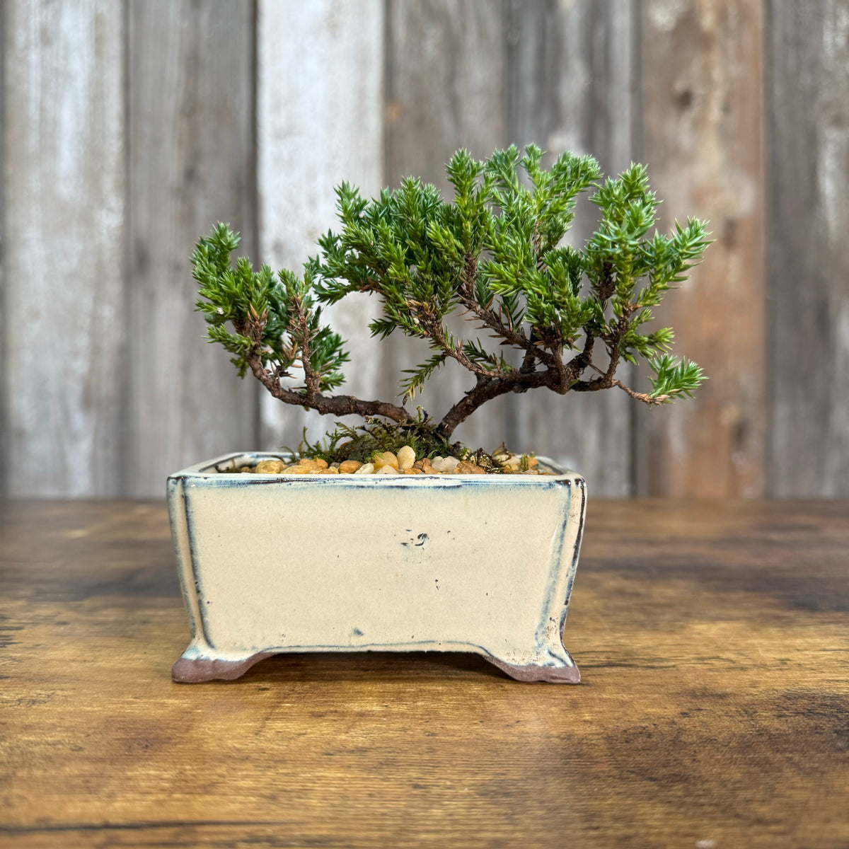 4 Bonsai Juniper Wasson Nursery