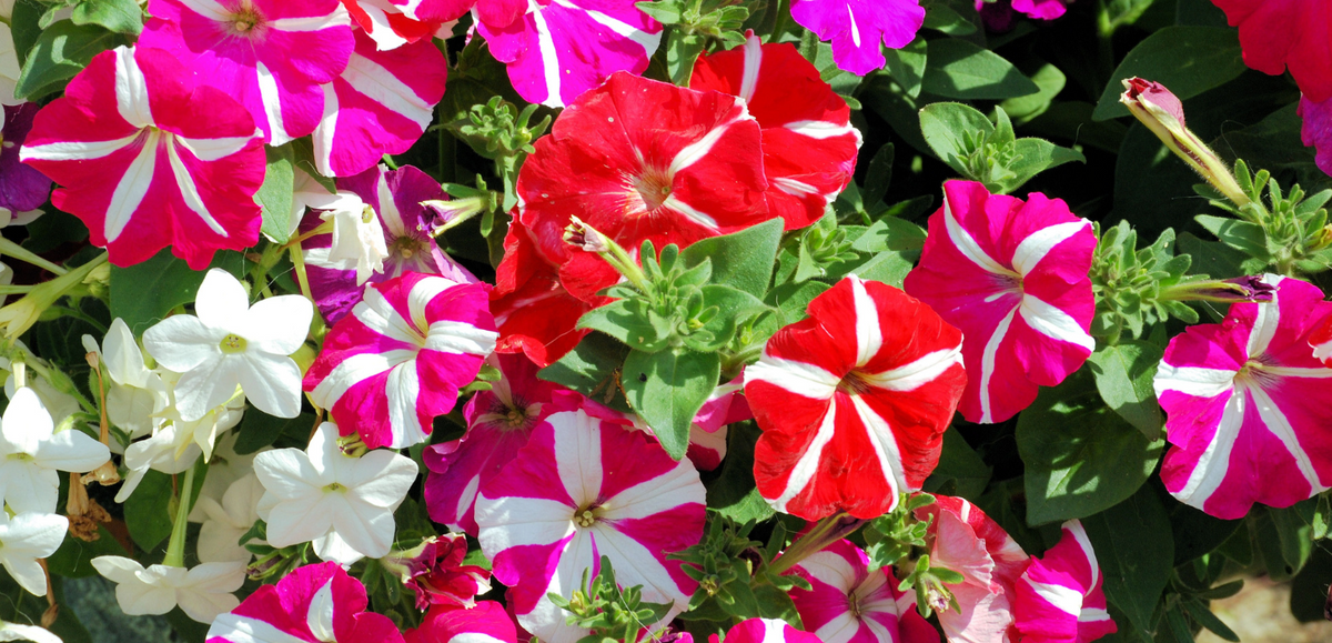 6 Tips to Keep Your Petunias Blooming All Season – Wasson Nursery