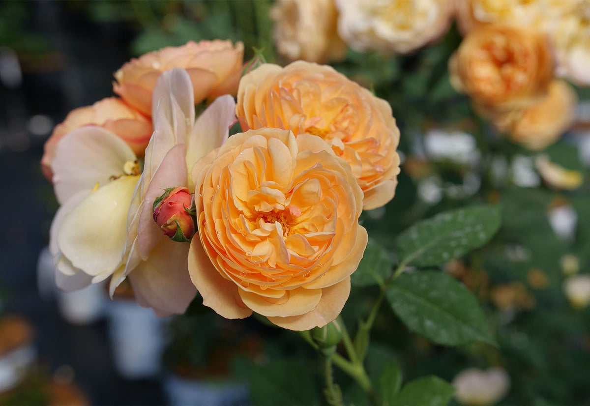 A Fresh Twist on Romance: Fall in Love with Flavorette® Roses (On Your ...