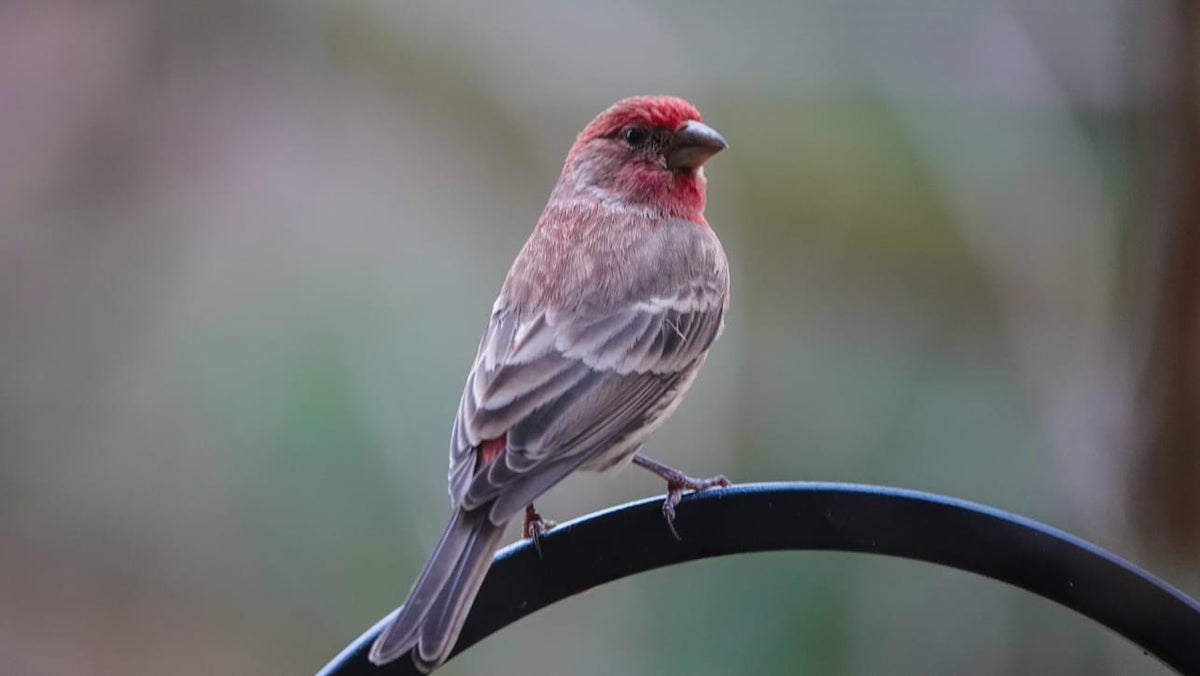 Birds of a Feather––Indiana Migrations in Fall – Wasson Nursery