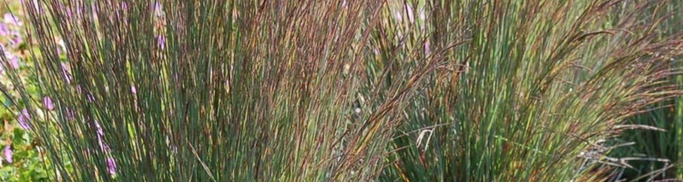 Fall Interest – Wasson Nursery