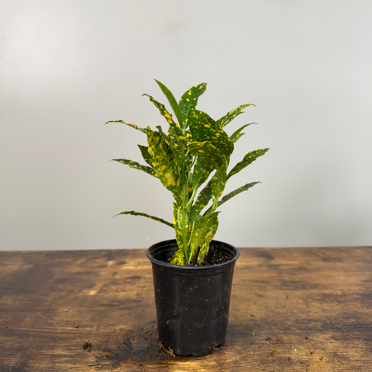 Codiaeum Assorted Croton – Wasson Nursery