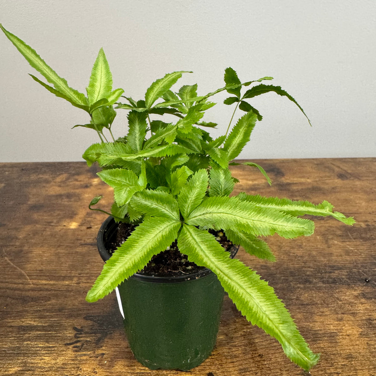 Pteris 'Mayi Fern' – Wasson Nursery