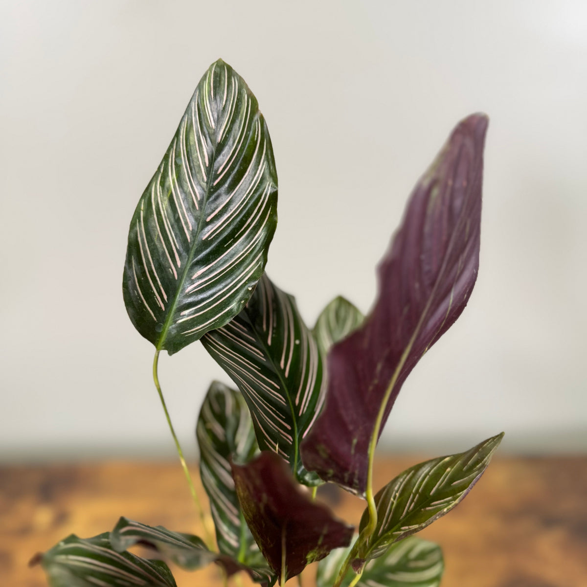 Calathea 'Pinstripe' – Wasson Nursery