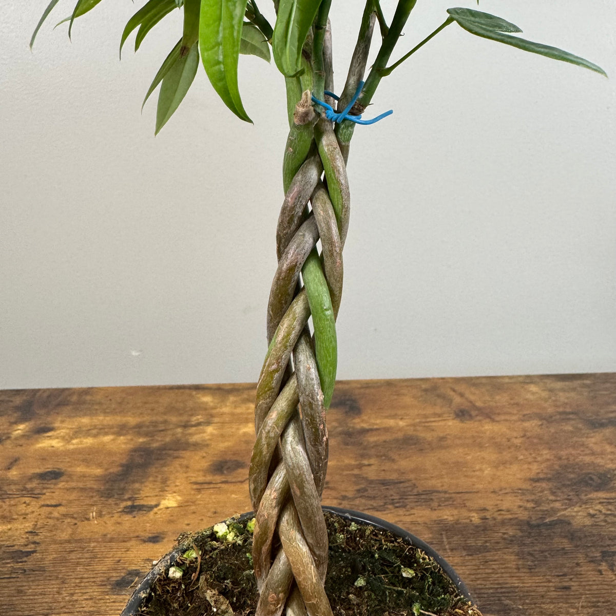 Pachira 'Money Tree' – Wasson Nursery