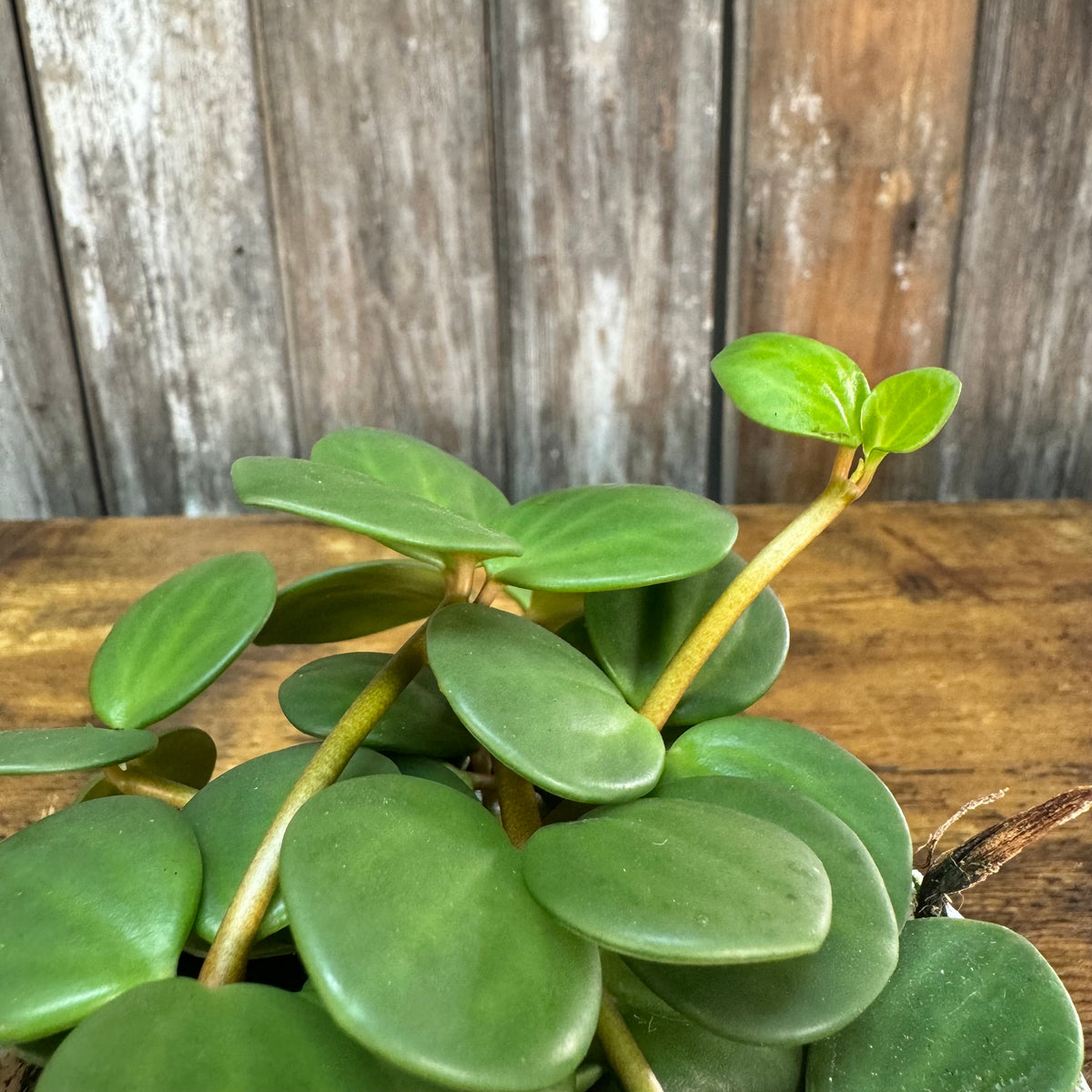 Peperomia Hope – Wasson Nursery