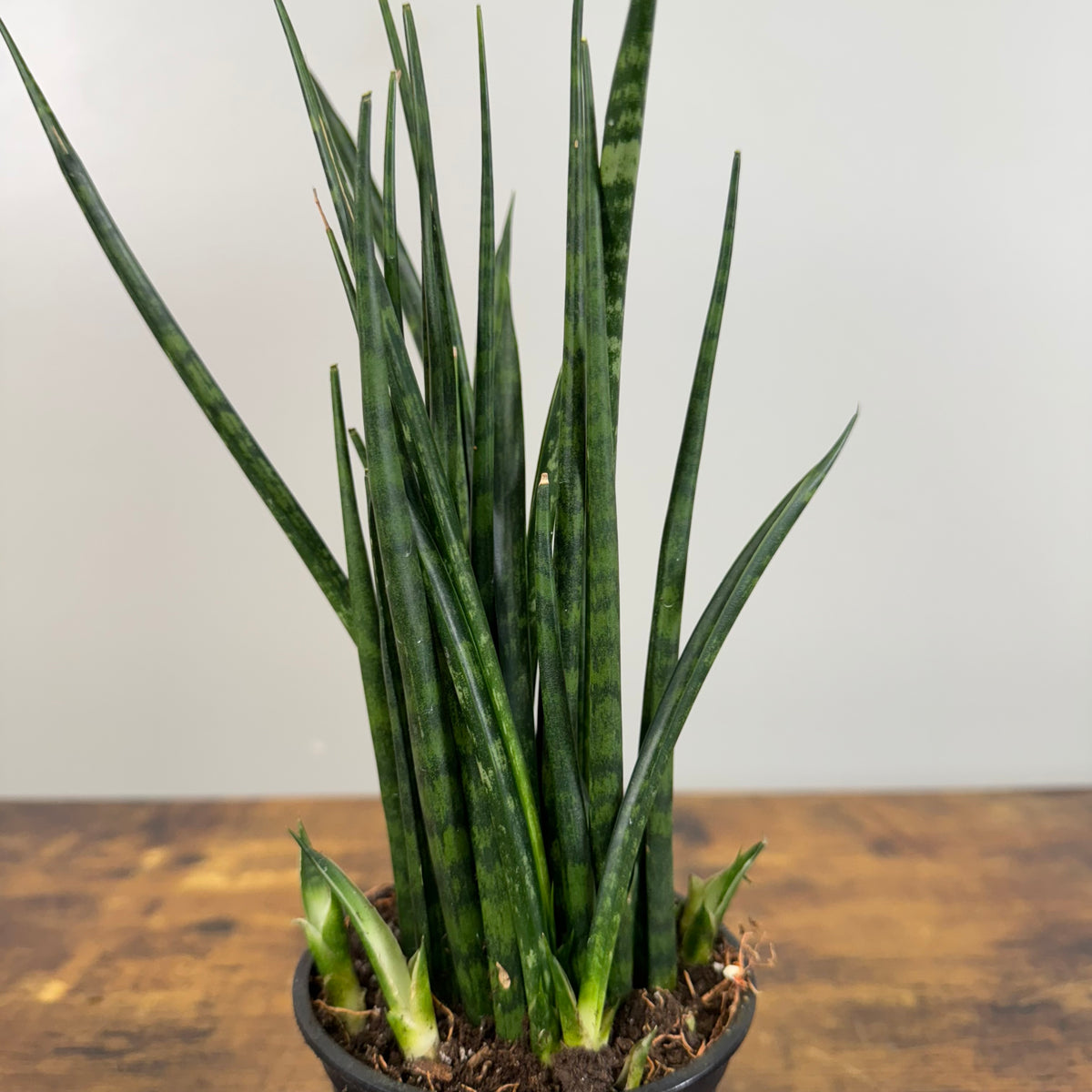 Sansevieria 'Fernwood Mikado' - Easy-Care Snake Plant – Wasson Nursery