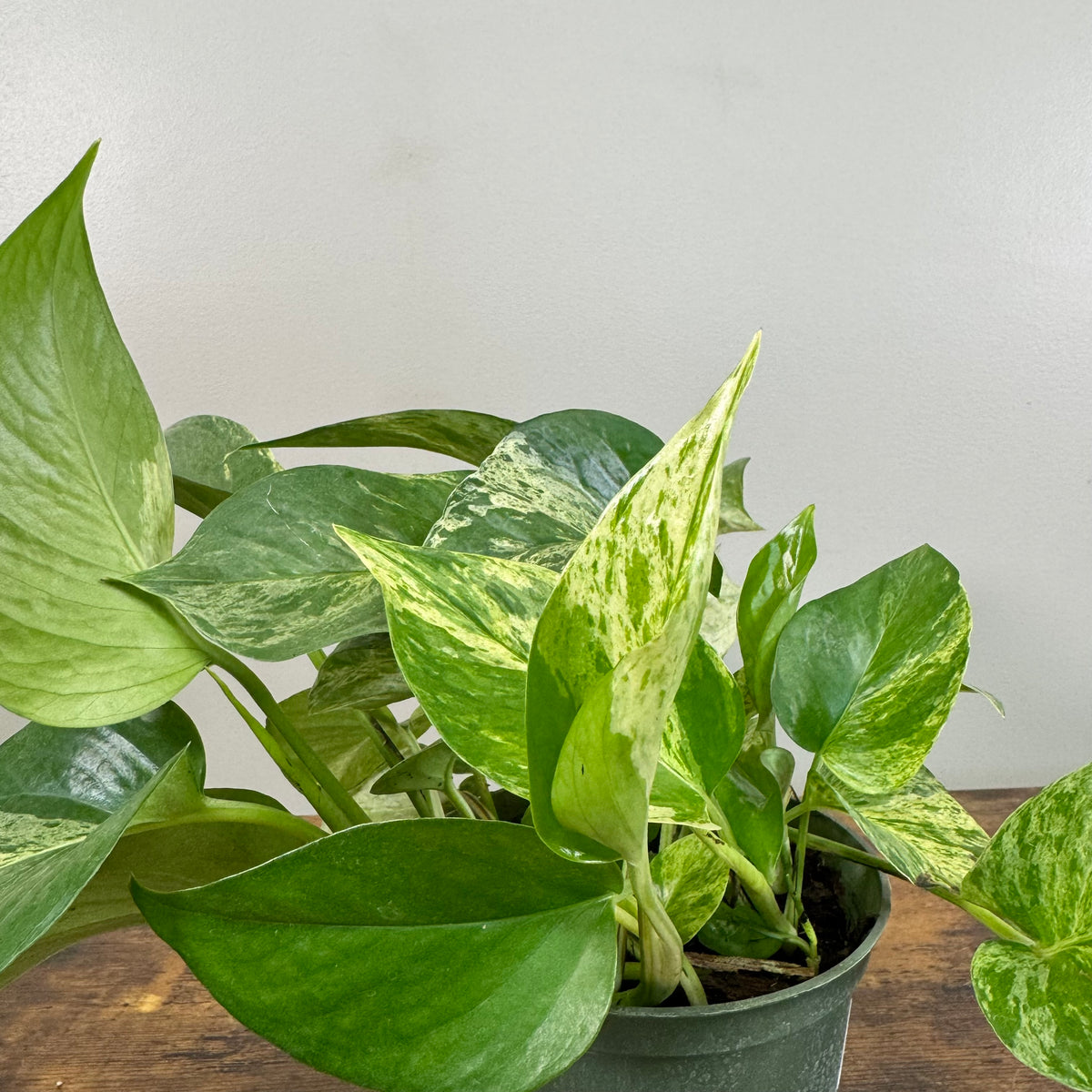 Epipremnum 'Hawaiian' Pothos – Wasson Nursery