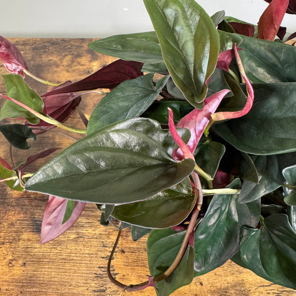 Syngonium 'Red Arrow' Plant - Vibrant Indoor Foliage – Wasson Nursery