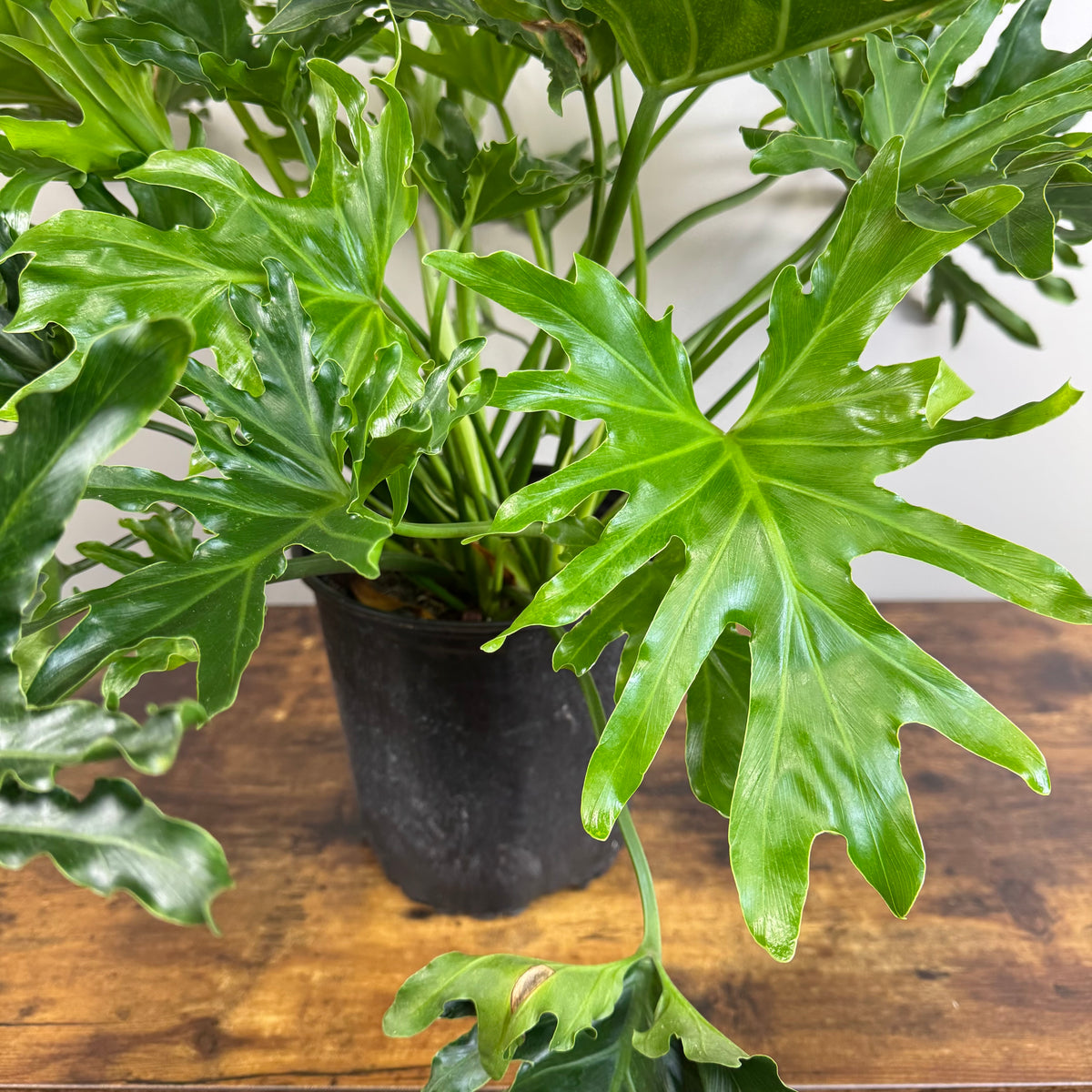 Philodendron Selloum 'Lickety Split' – Wasson Nursery