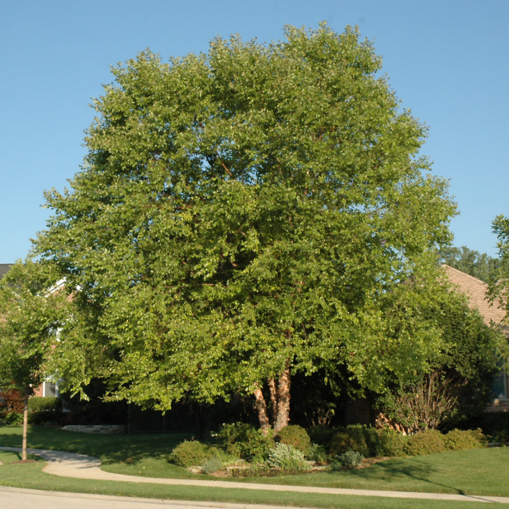 #15 Birch River Heritage Clump – Wasson Nursery
