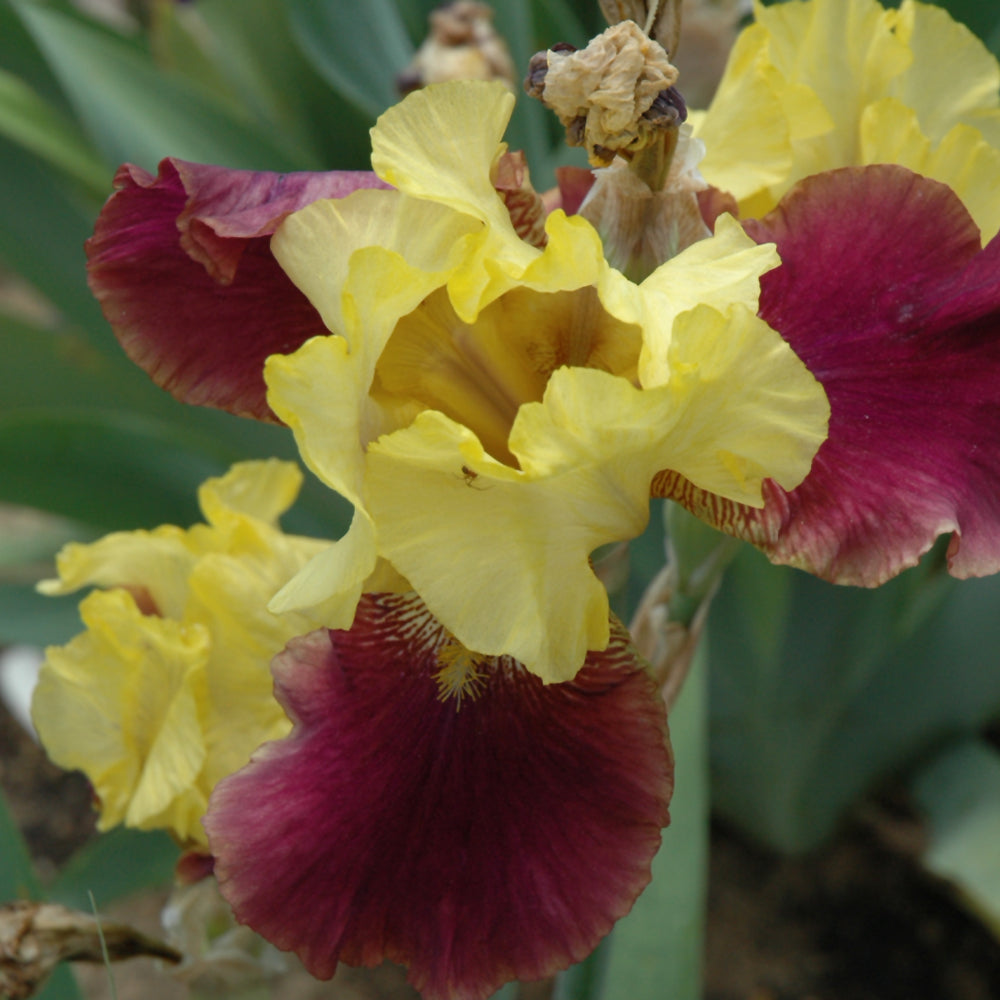 Iris Bearded Blatant – Wasson Nursery