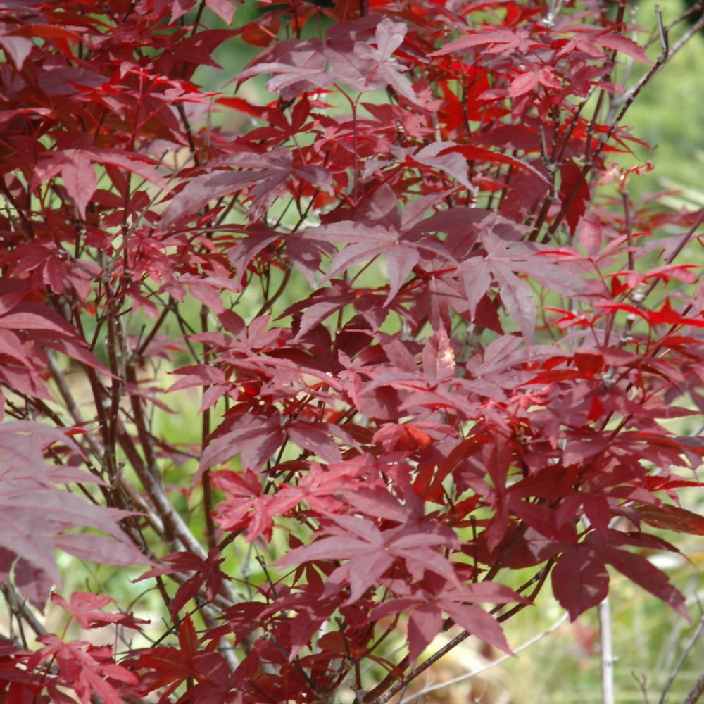 Maple Japanese Red Dragon: Vibrant Burgundy Foliage – Wasson Nursery