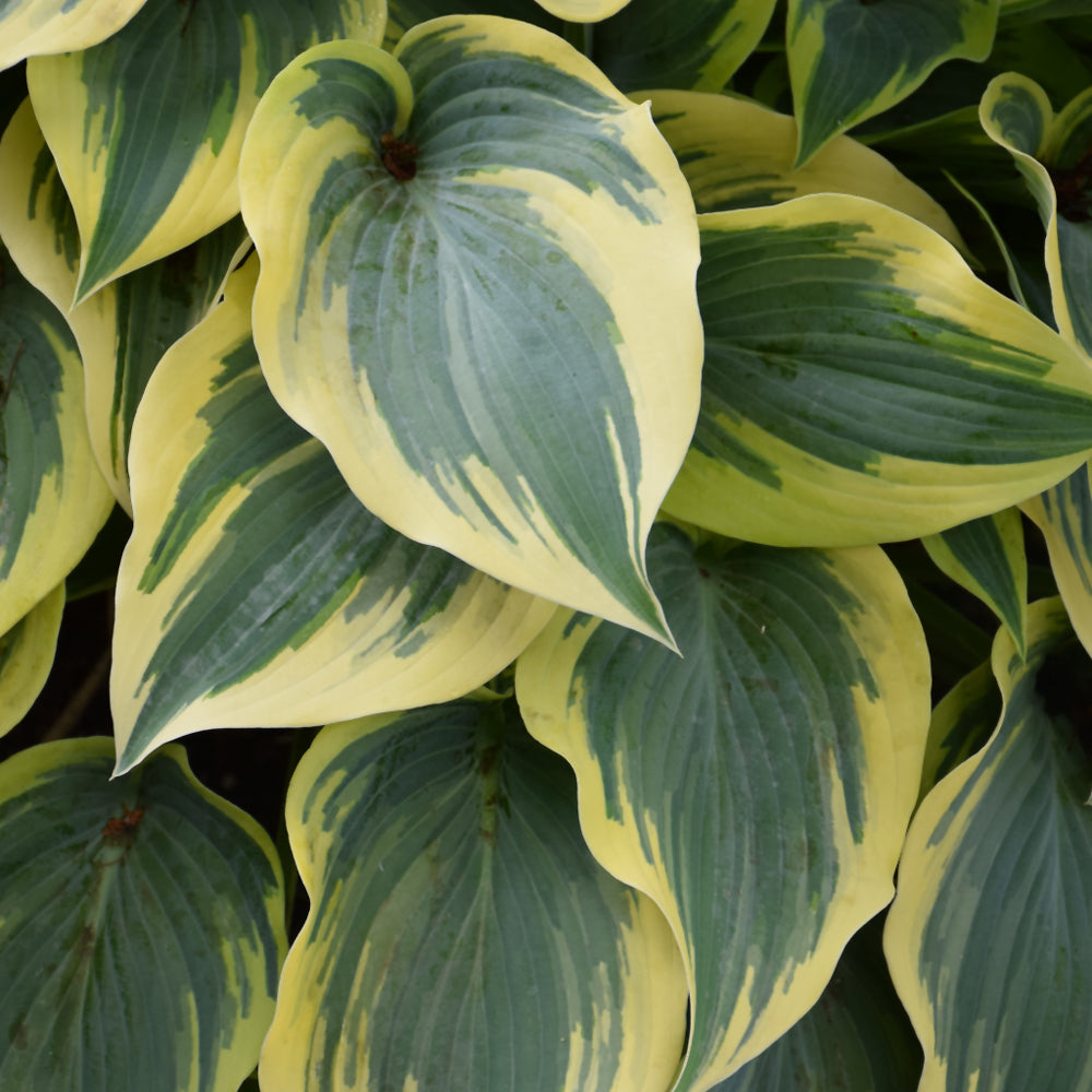 Hosta First Frost: Stunning Variegated Perennial – Wasson Nursery