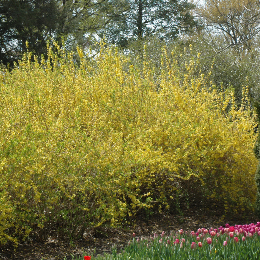 #3 Forsythia Spring Glory – Wasson Nursery