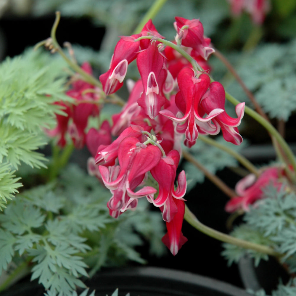 #1 Bleeding Heart Gold Heart – Wasson Nursery