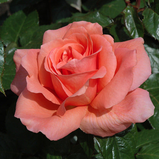 Rose Easy Elegance Sweet Fragrance - Lush & Fragrant – Wasson Nursery