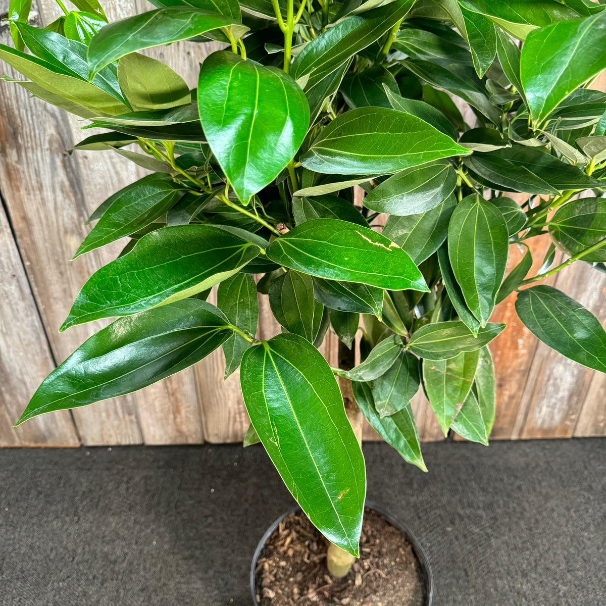 Canela 'Cinnamon Bark Tree' – Wasson Nursery