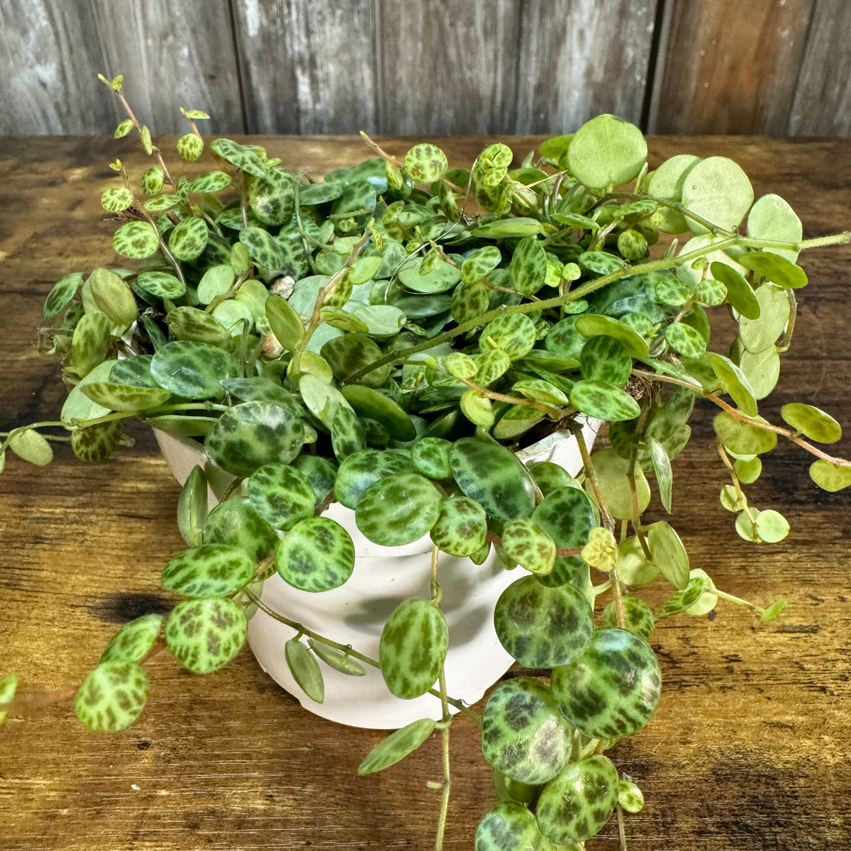 Peperomia String Of Turtles - Compact, Pet-Friendly Trailing Plant ...