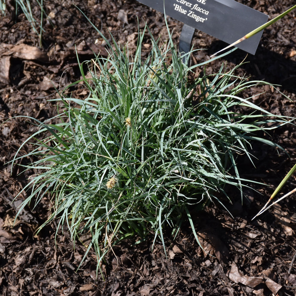 #1 Grass Sedge Blue Zinger – Wasson Nursery