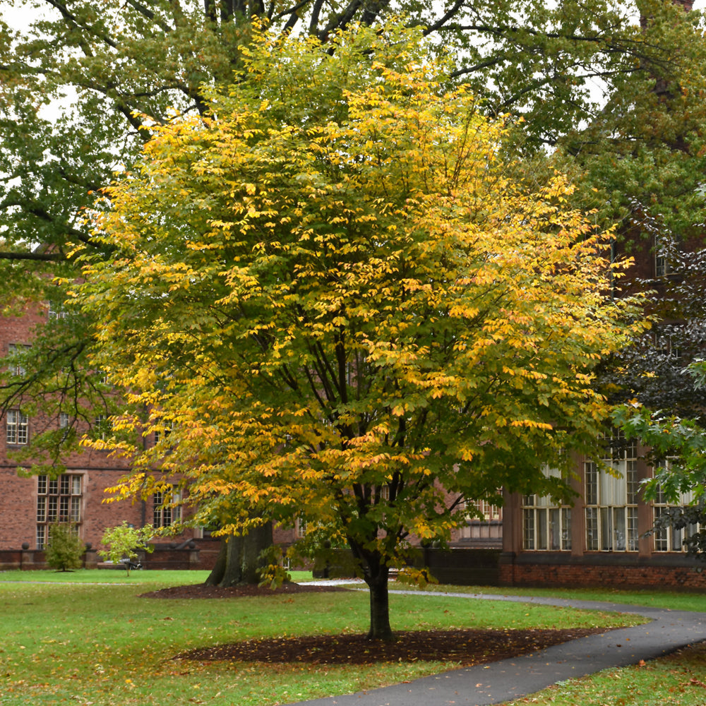 Yellowwood American Tree - Brilliant Fall Foliage – Wasson Nursery