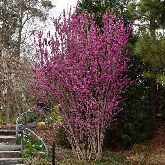 Redbud Eastern Clump – Wasson Nursery