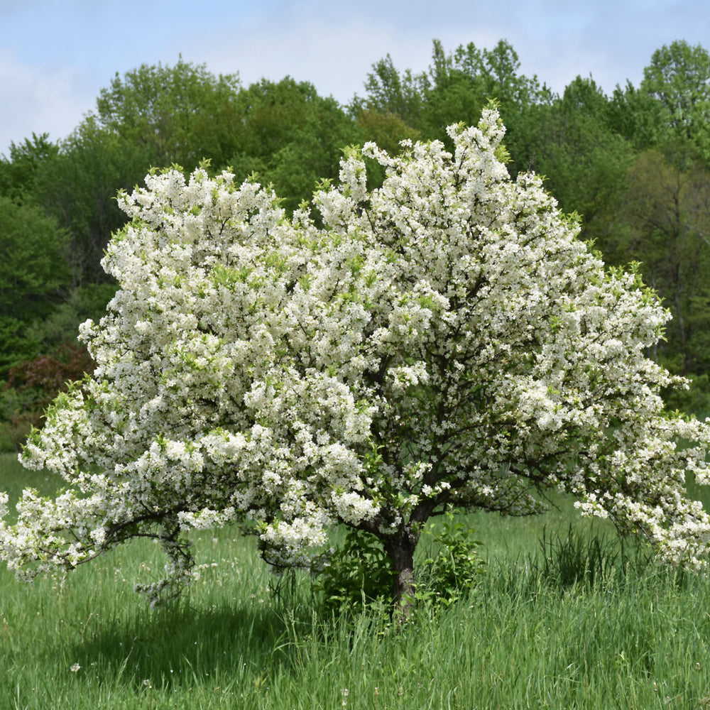 #15 Crabapple Lollipop – Wasson Nursery