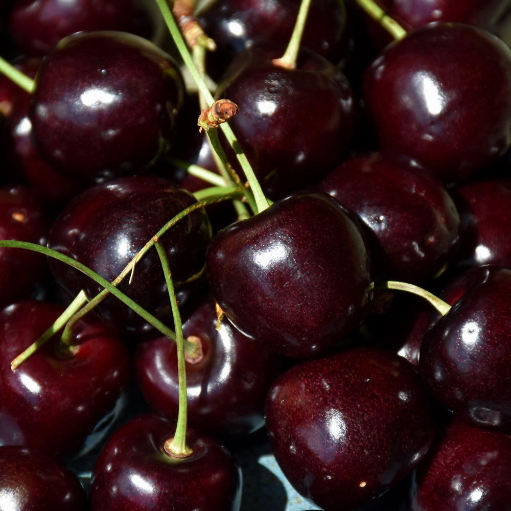 Cherry Sweet Bing Semi-Dwarf: Juicy, Sweet Cherry Harvest – Wasson Nursery