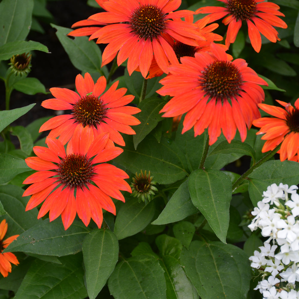 Sombrero Salsa Red Coneflower: Vibrant, Drought-Tolerant – Wasson Nursery