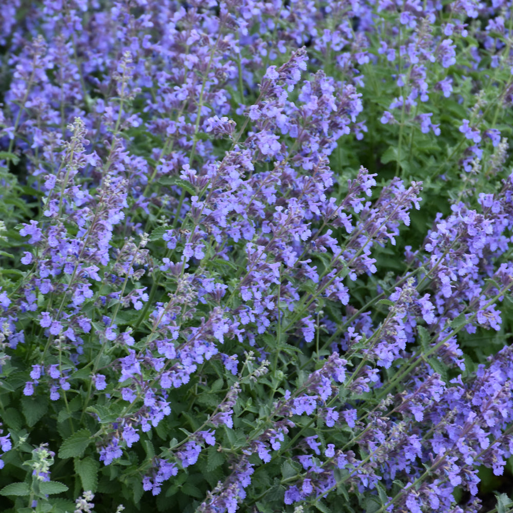 Catmint Cat's Meow – Wasson Nursery