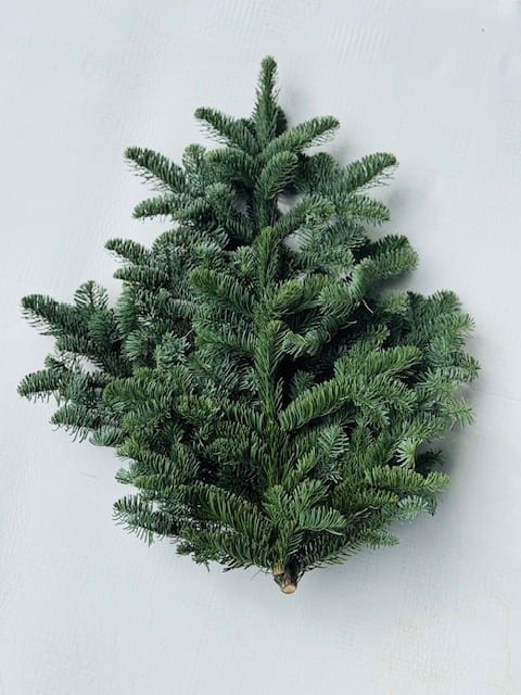 Noble Fir Boughs 25# box – Wasson Nursery