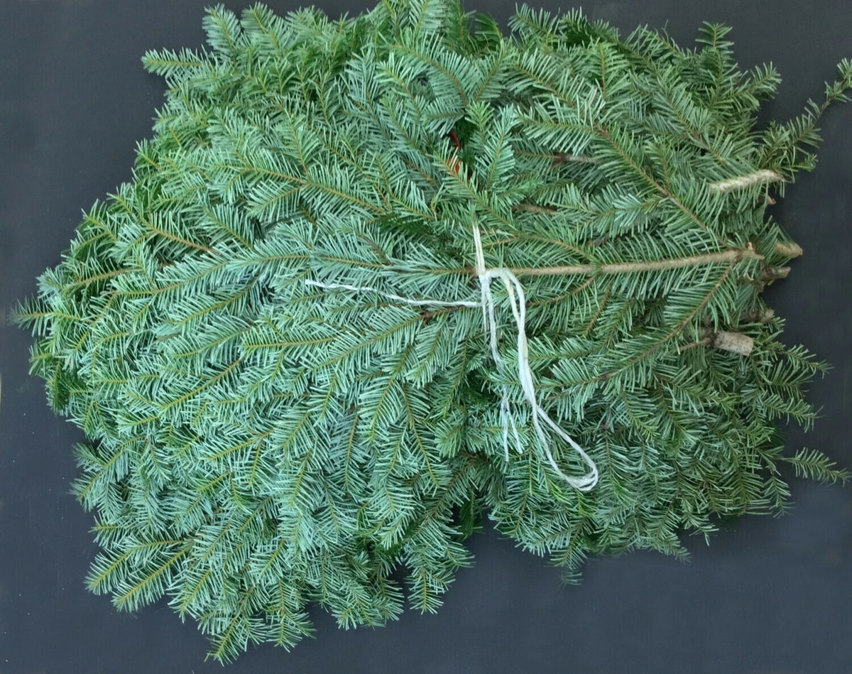 Silver Fir Boughs 25# Bale – Wasson Nursery